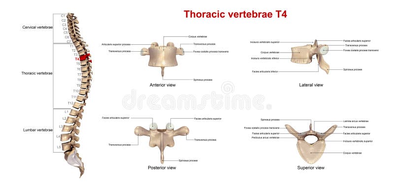 Thoracic vertebrae T4 stock illustration. Illustration of medical ...