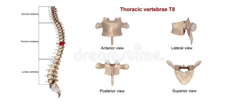 Thoracic vertebrae T8 stock illustration. Illustration of backbone ...
