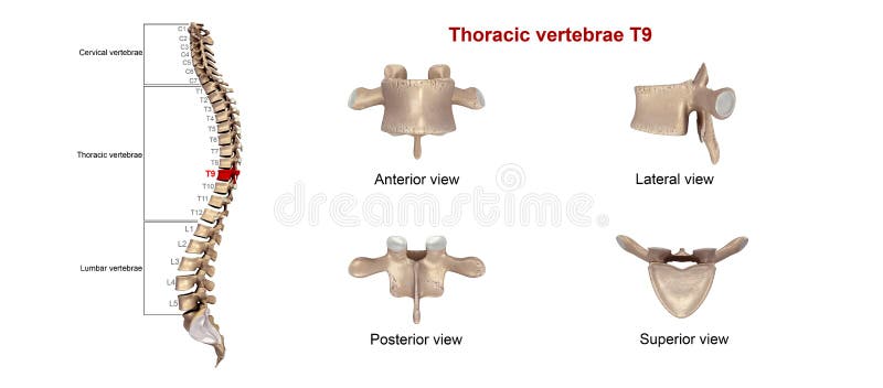 Thoracic vertebrae T9 stock illustration. Illustration of body - 78412626