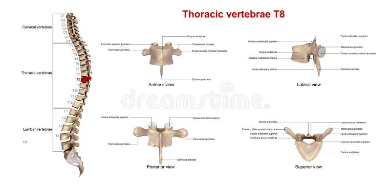 Thoracic vertebrae T8 stock illustration. Illustration of thoracic ...