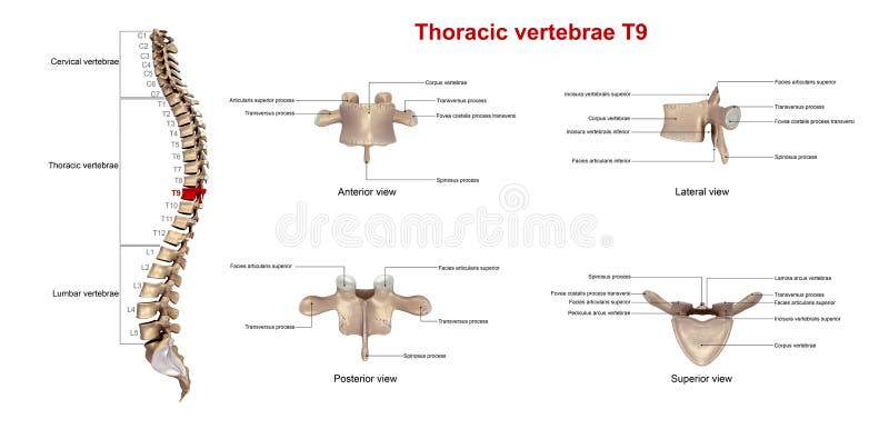 Thoracic vertebrae T9 stock illustration. Illustration of joint - 78412689
