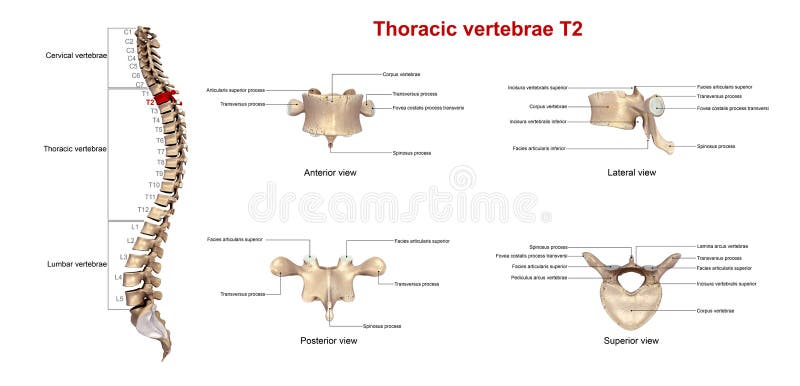 Thoracic vertebrae T2 stock illustration. Illustration of backbone ...