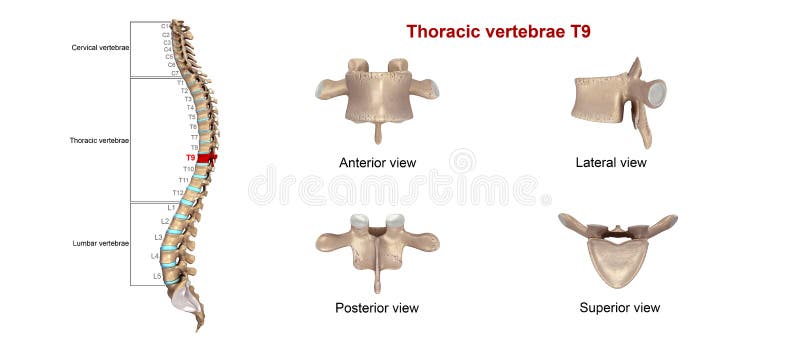 1,233,000+ Thoracic vertebrae Free Stock Photos - StockFreeImages