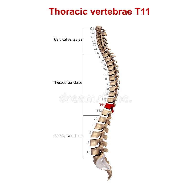 Thoracic vertebrae T11 stock illustration. Illustration of thoracic ...