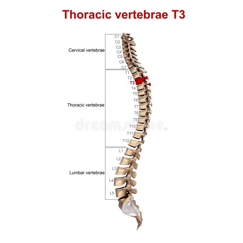 Thoracic vertebrae T3 stock illustration. Illustration of thoracic ...