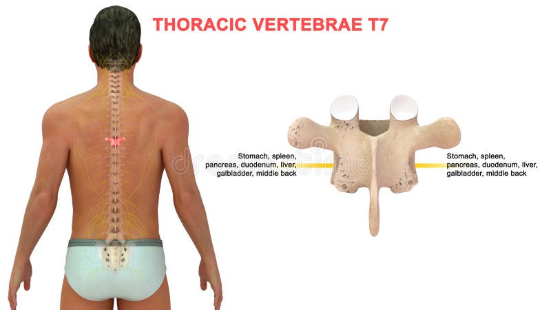 Thoracic Vertebrae or Thoracic Spine Bone T7 Stock Illustration ...