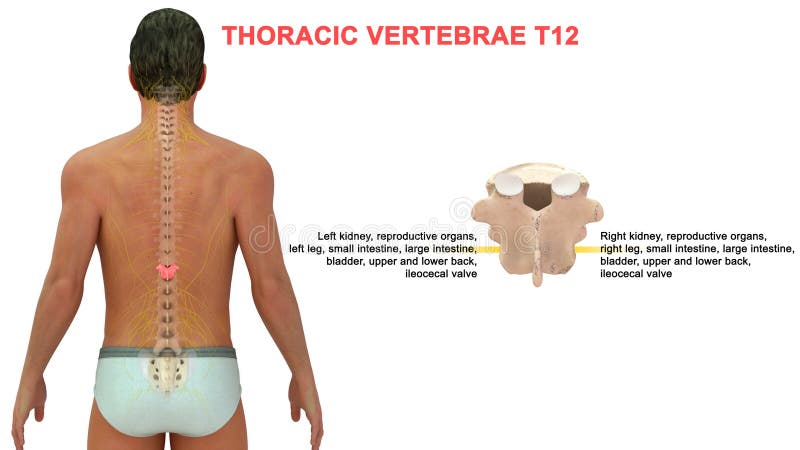 Thoracic Vertebrae or Thoracic Spine Bone T12 Stock Illustration ...