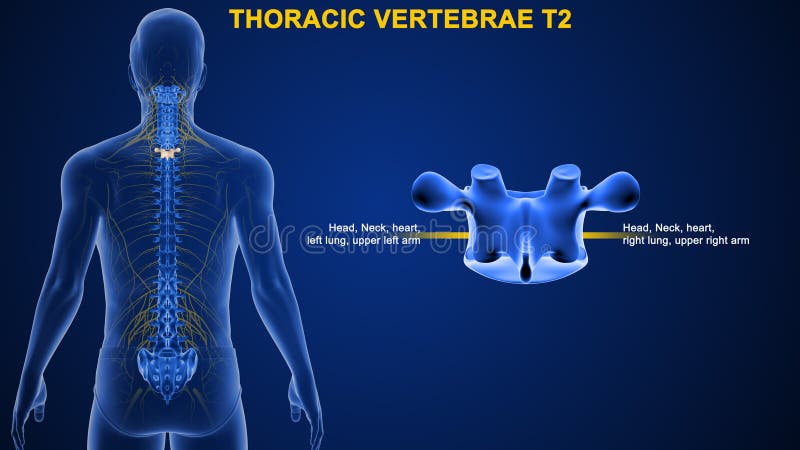 Thoracic Vertebrae or Thoracic Spine Bone T2 Stock Illustration ...