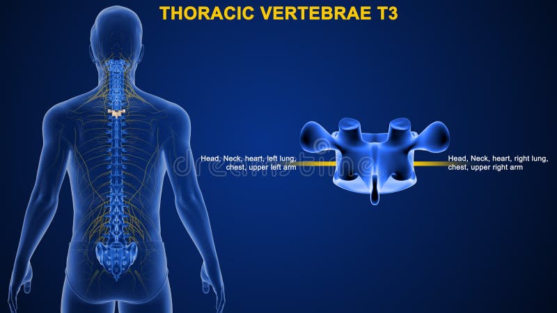 Thoracic Vertebrae or Thoracic Spine Bone T3 Stock Illustration ...