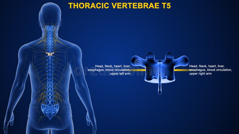 Thoracic Vertebrae or Thoracic Spine Bone T5 Stock Illustration ...