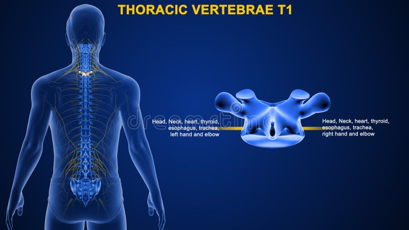 Thoracic Vertebrae or Thoracic Spine Bone T1 Stock Photo - Image of ...