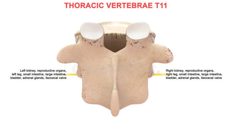 Thoracic Vertebrae or Thoracic Spine Bone T11 Stock Illustration ...