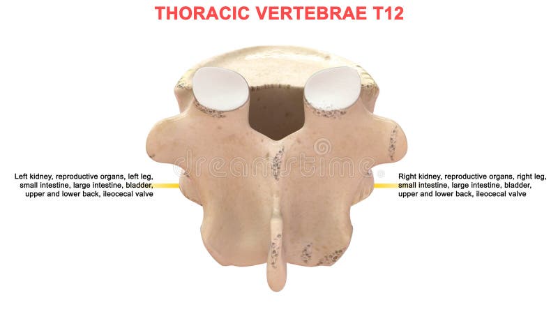 Thoracic Vertebrae or Thoracic Spine Bone T12 Stock Illustration ...