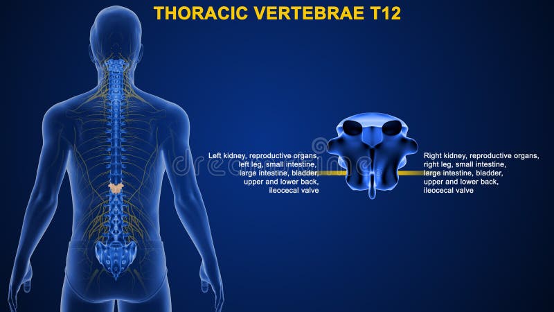Thoracic Vertebrae or Thoracic Spine Bone T12 Stock Image - Image of ...