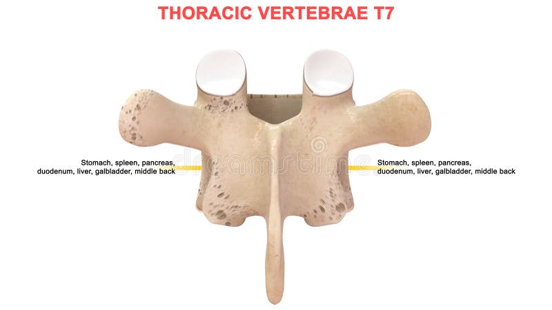 Thoracic Vertebrae or Thoracic Spine Bone T7 Stock Illustration ...