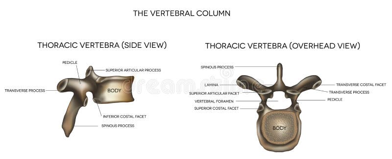 Thorakal kota vektor illustrationer. Illustration av osteoporos - 30338565