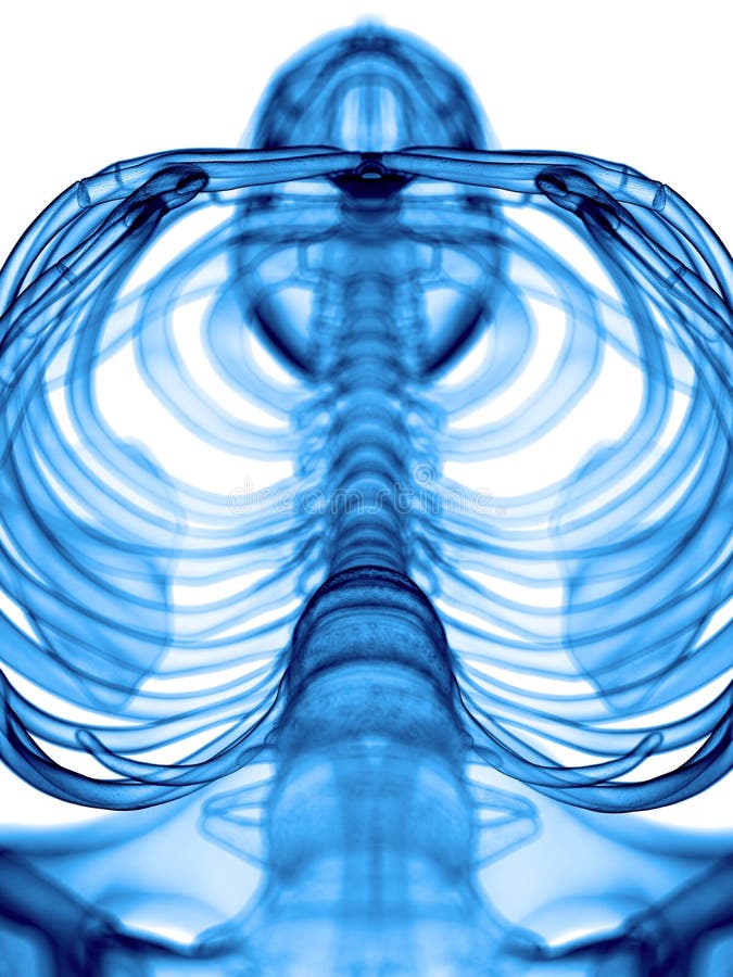 The thorax anatomy stock illustration. Illustration of body - 56648309