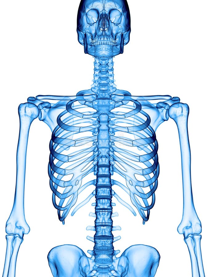 The thorax stock illustration. Illustration of thoracic - 58776242