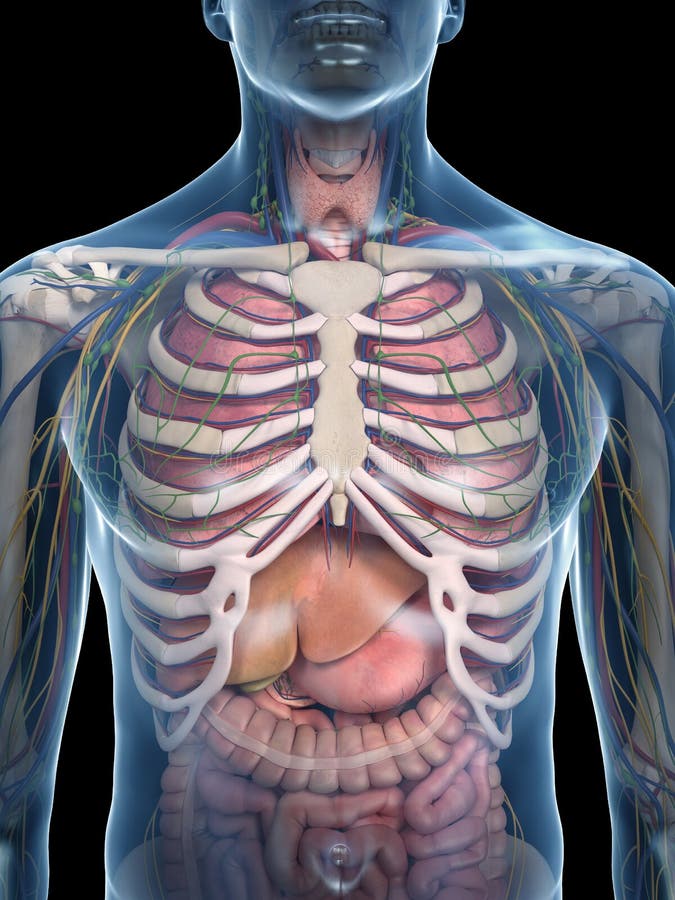 The thorax anatomy stock illustration. Illustration of rendering - 75188652