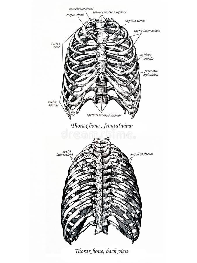 Thorax Bone Drawing Frontal and Back View Stock Illustration ...