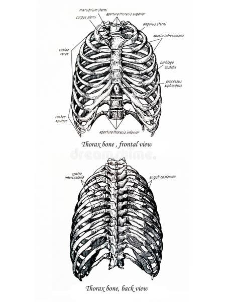 Thorax Bone Drawing Frontal and Back View Stock Illustration ...