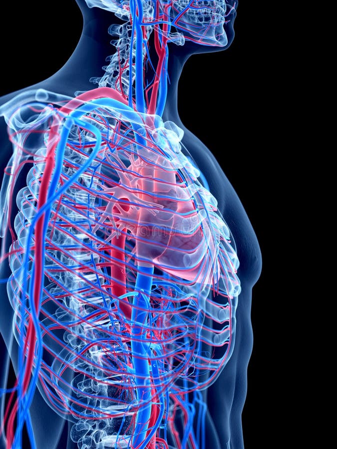 The thorax stock illustration. Illustration of male, anatomical - 57504825
