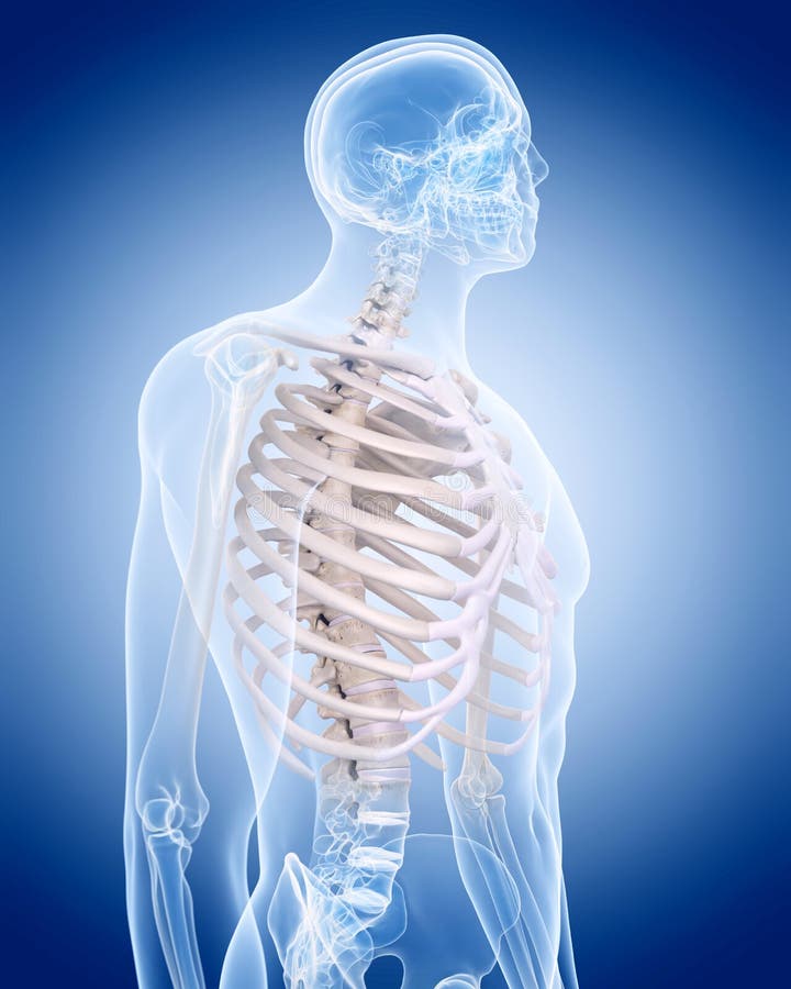 The thorax anatomy stock illustration. Illustration of body - 56648309