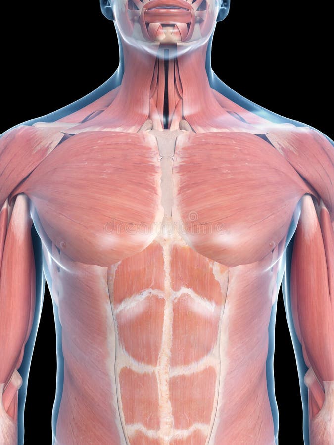 Thorax muscles stock illustration. Illustration of system - 75188650