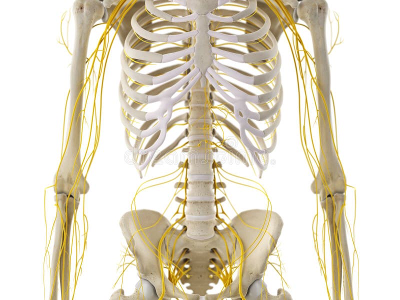 The thorax nerves stock illustration. Illustration of thorax - 169373855