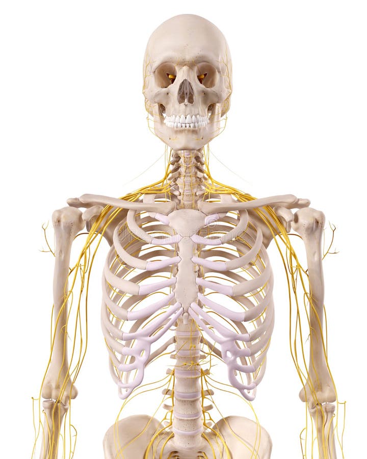 The thorax nerves stock illustration. Illustration of thorax - 56998513