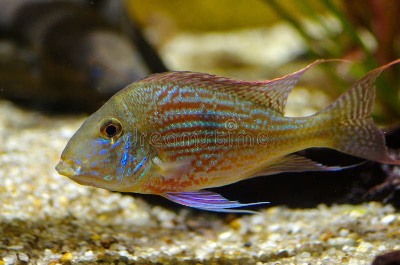 Ellioti Photos - Free & Royalty-Free Stock Photos from Dreamstime