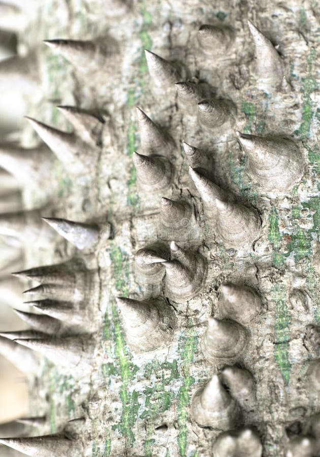 Thorn stock photo. Image of gray, sharp, kapok, pricky - 23622536