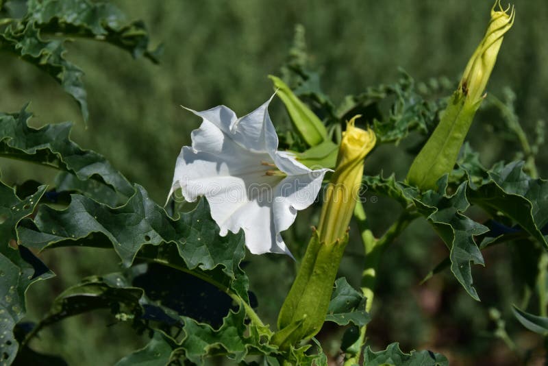 Thorn Apple (Datura Stramonium) Flower. Stock Image - Image of grass ...