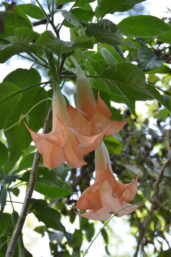 Thorn Apple Flowers Closeup Stock Image - Image of close, looking ...