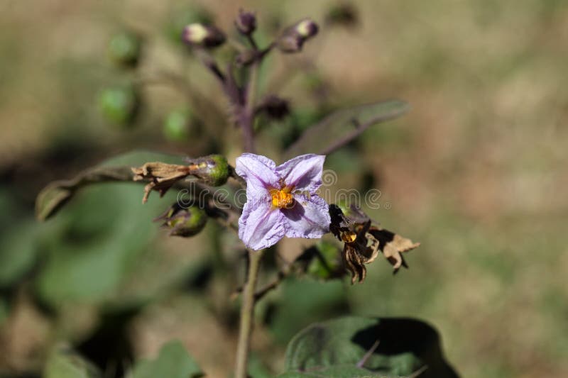 Thorn Apple Solanum Incanum Stock Image - Image of bitter, flower: 80511845