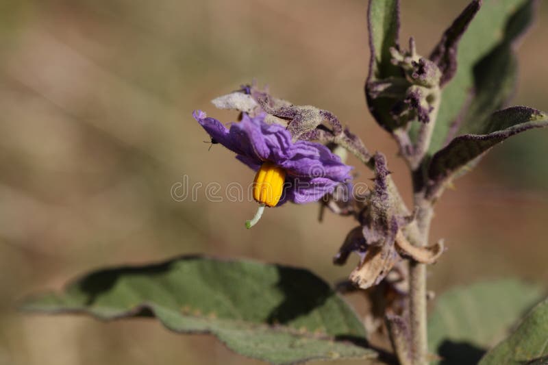 Thorn Apple Solanum Incanum Stock Photo - Image of plant, botany: 80511318