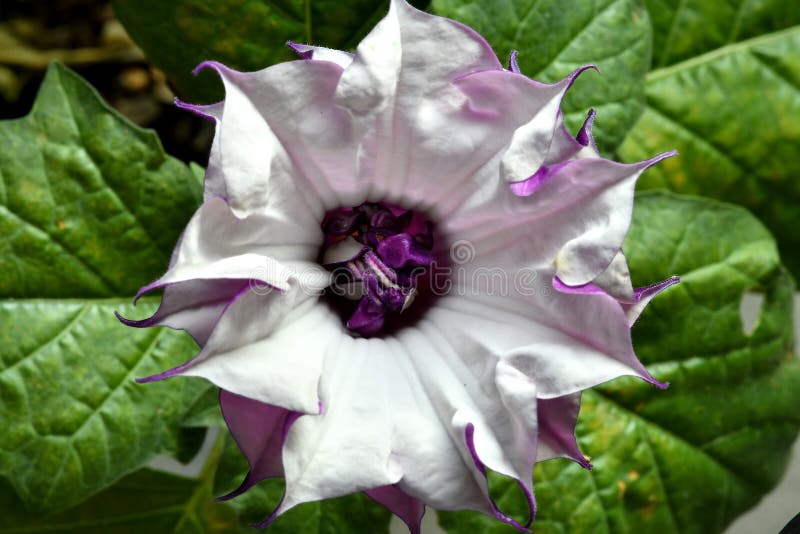 Thorn Apple with Violet and White Flower Stock Image - Image of ...