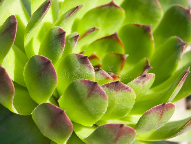 Thorn background stock photo. Image of strike, seasonal - 9392058