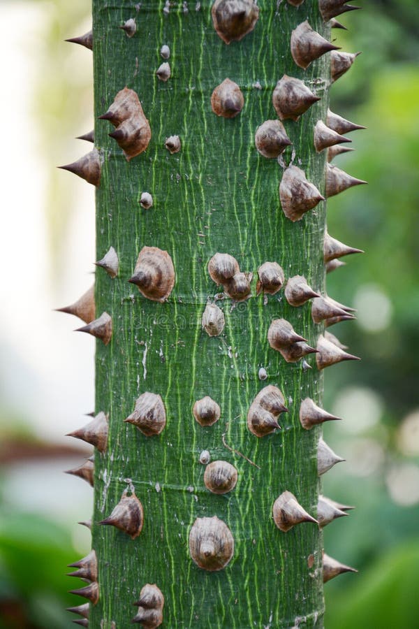Thorn background stock image. Image of spirit, plant - 68444429