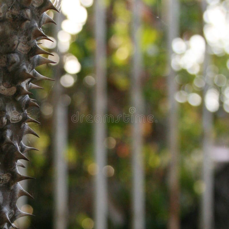 Thorn background stock image. Image of forest, branch - 85463019