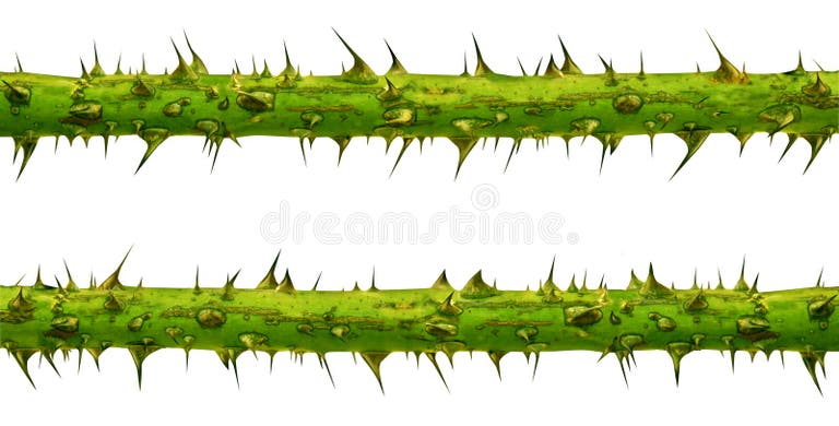 Thorn Stock Illustrations – 45,623 Thorn Stock Illustrations, Vectors ...