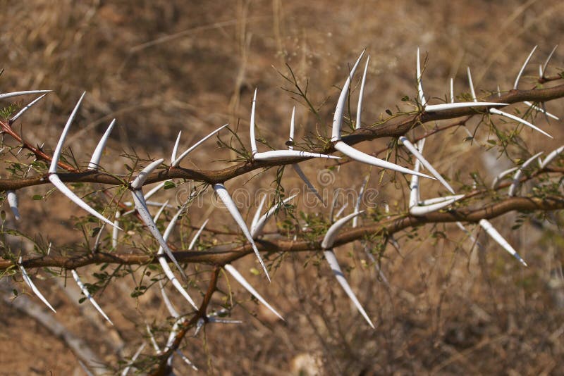 Thorn branches stock image. Image of branch, twigs, thorn - 5971365