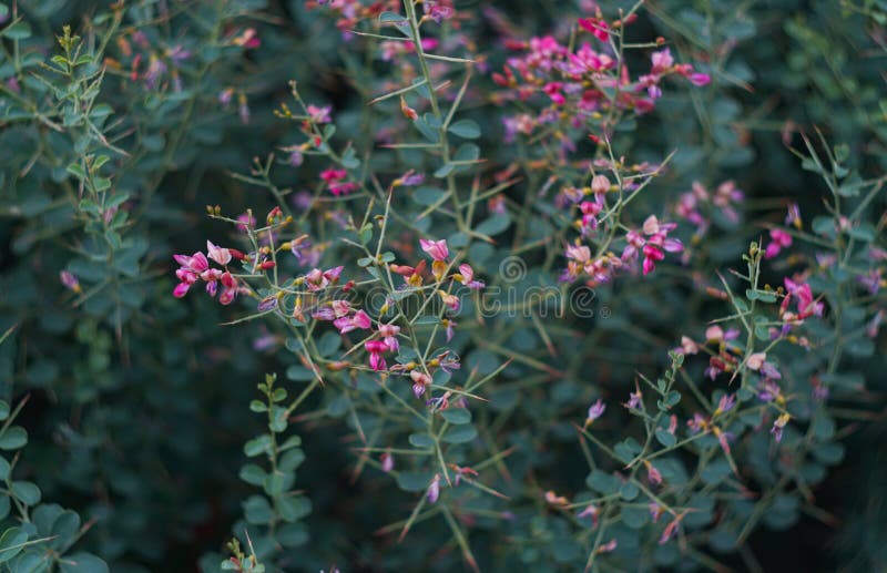 Thorn buds open pink stock photo. Image of pink, herb - 350558206