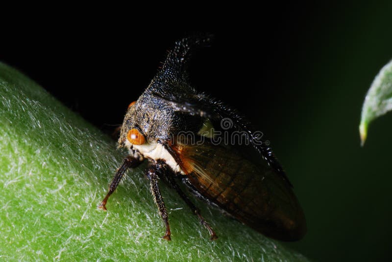 Thorn Bug stock photo. Image of blend, biology, cycle - 14364910