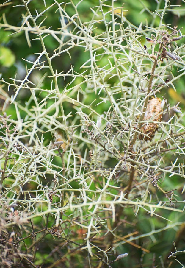Thorn bush. stock image. Image of branch, nature, natural - 63097309