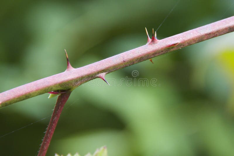 Thorn Bush stock image. Image of branch, thorn, thorns - 44397927