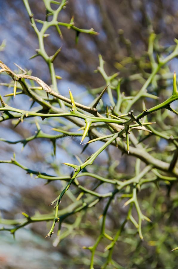 Thorn bush stock photo. Image of spike, dark, ornamental - 31377290