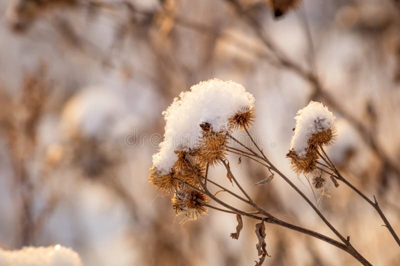 Thorn Bush of Thistles in the Snow in Forest, Winter Stock Image ...