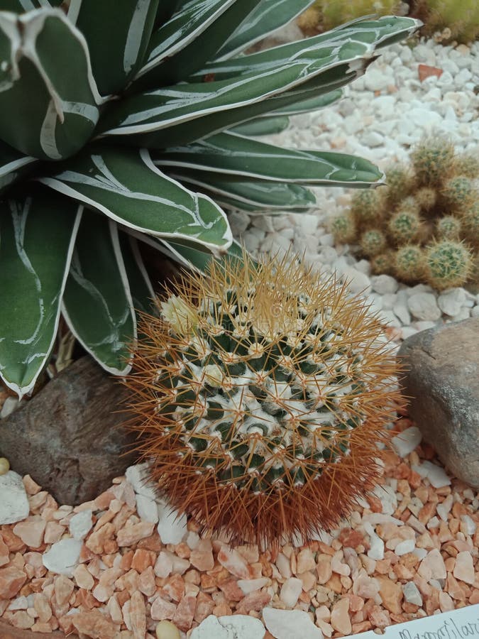 Thorn cactus in the dome stock image. Image of grass - 196273119