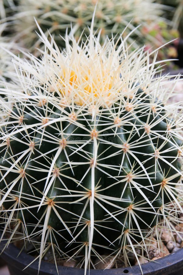 Thorn Cactus Texture Background Stock Image - Image of succulent ...
